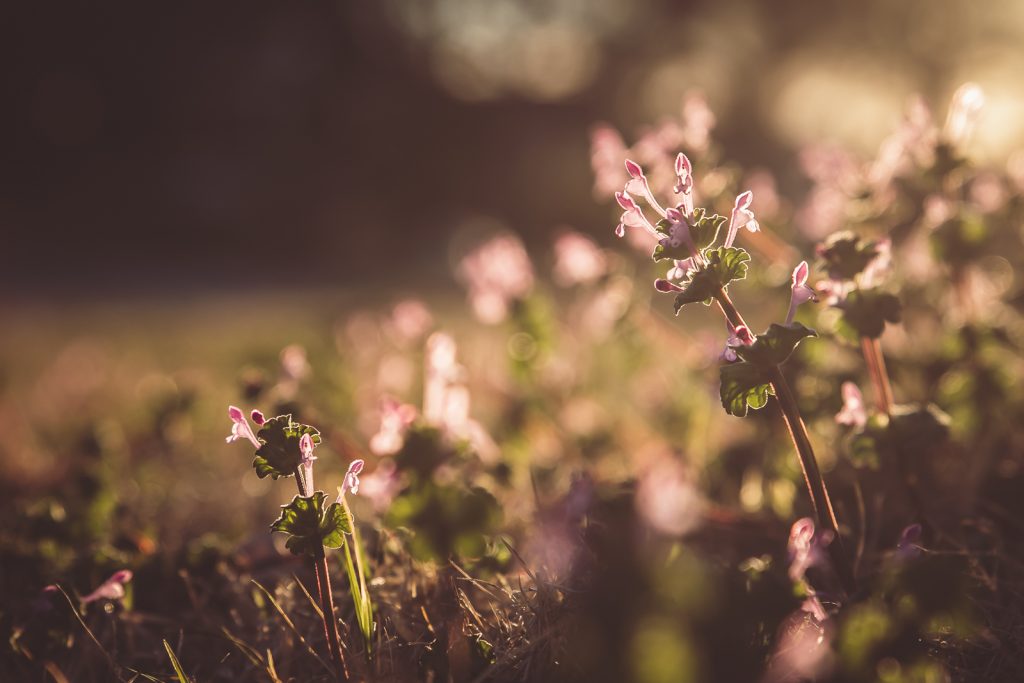 Everyday Magic | A Photography Course - minding my nest