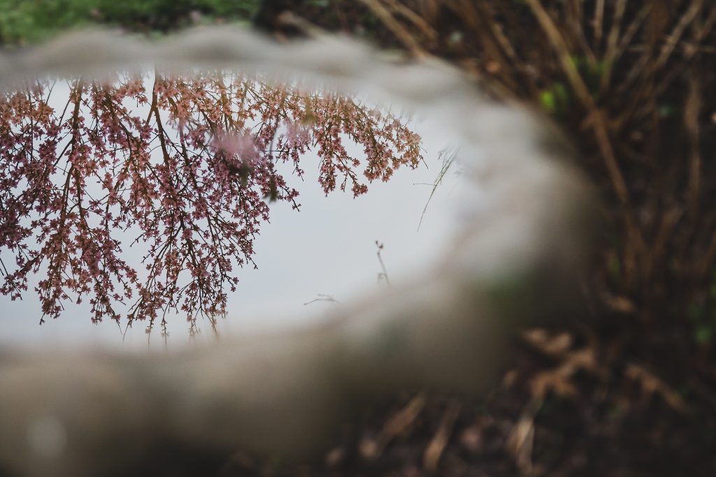 Everyday Magic | A Photography Course - minding my nest